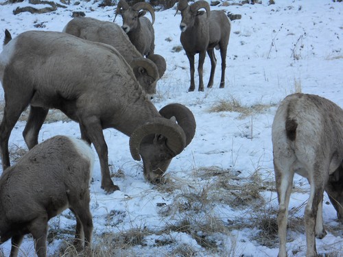 Montana Bighorn Sheep Hunting Guide & Outfitter for the Missouri Breaks
